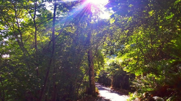 もっと「あなた」を叶えたくなる鑑定を。｜〇〇の森 blog_hoshi｜coconalaブログ